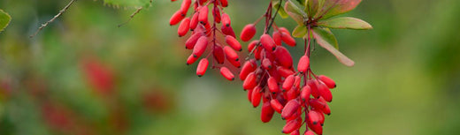 Berberine HCL: Benefits, Dosage, and Potential Uses – Medpak