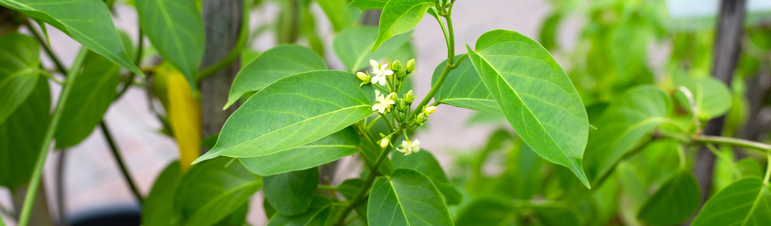 Gurmar - A Natural Aid for Weight Loss and Diabetes Management – Medpak